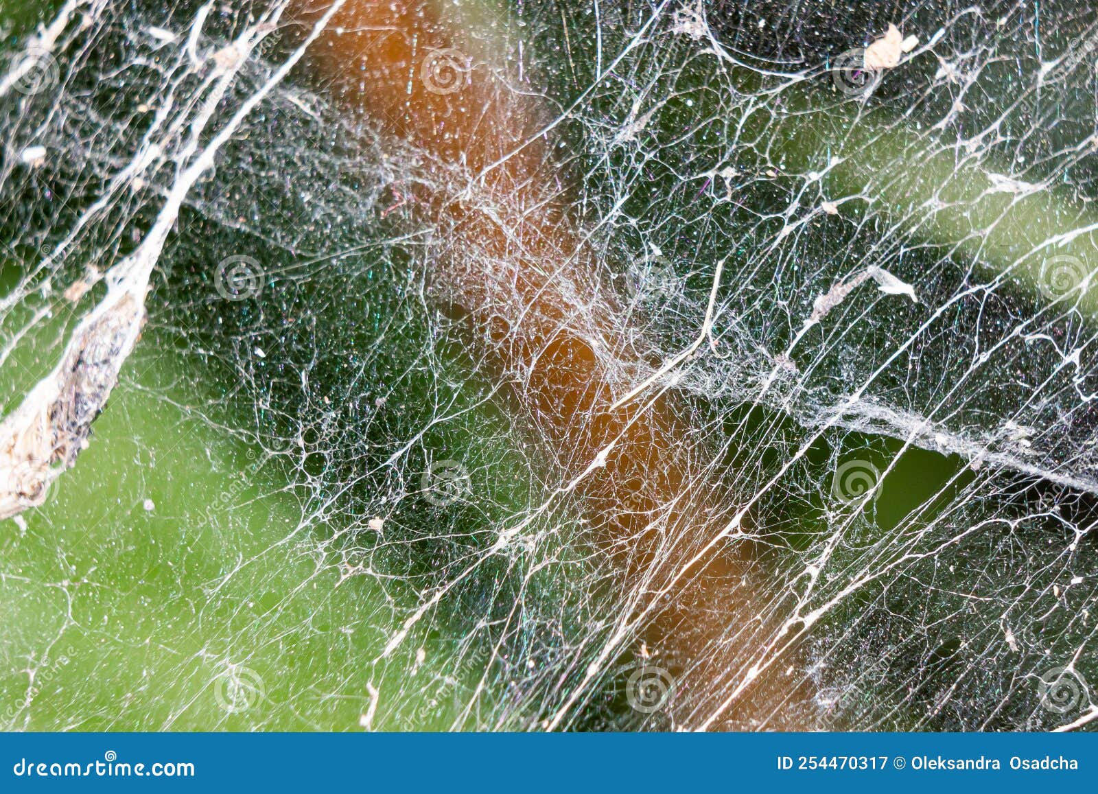 Spider Web Macro Photo. Spider Web Texture Stock Image - Image of ...