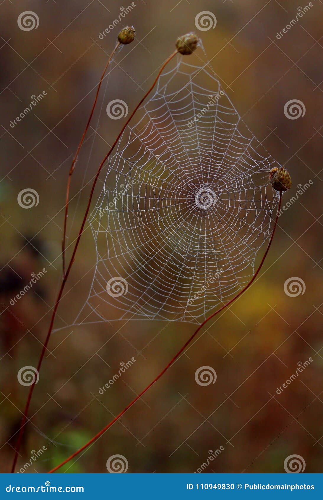 Spider Web, Macro Photography, Close Up, Invertebrate Picture. Image ...