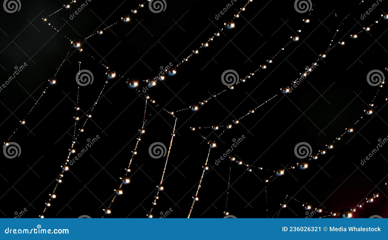 Spider Web in Macro Photography. Creative Stock Illustration ...