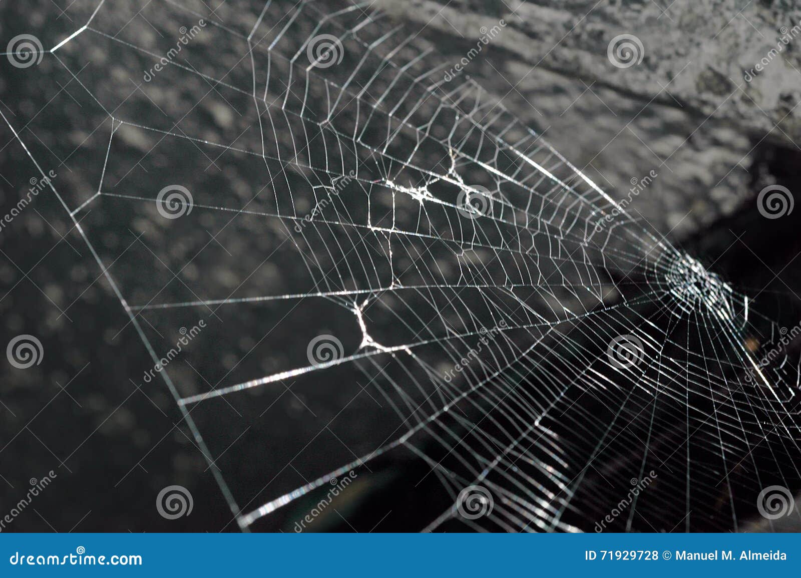 Spider web stock photo. Image of closeup, cobweb, macro - 71929728