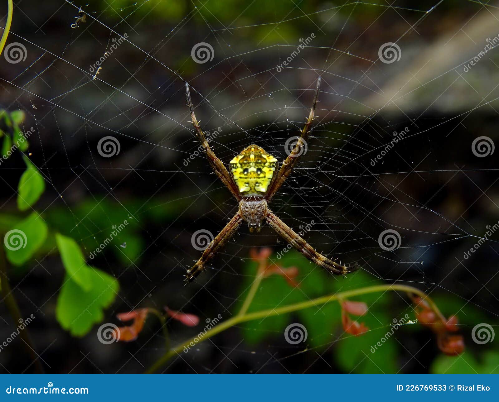 Spider on web macro stock image. Image of animal, macro - 226769533