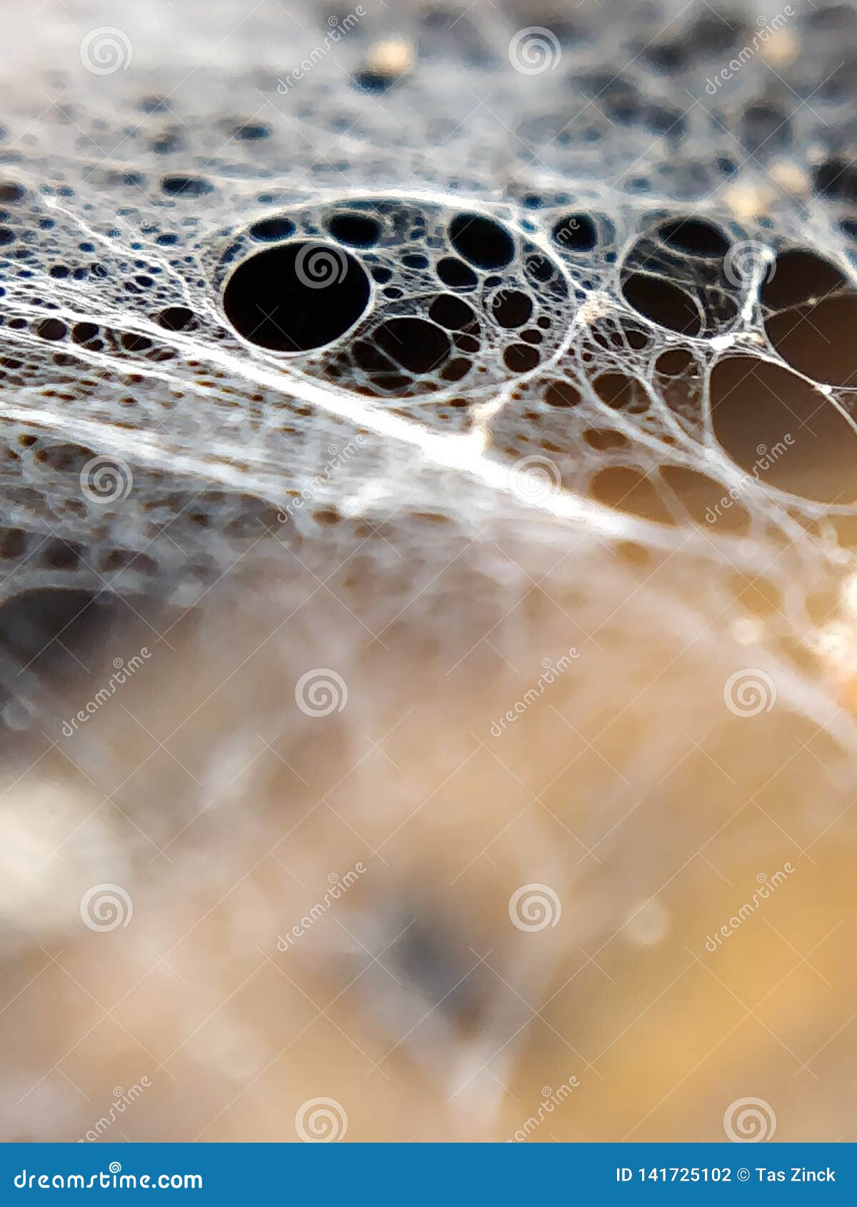 Spider Web Macro stock photo. Image of spiders, circles - 141725102