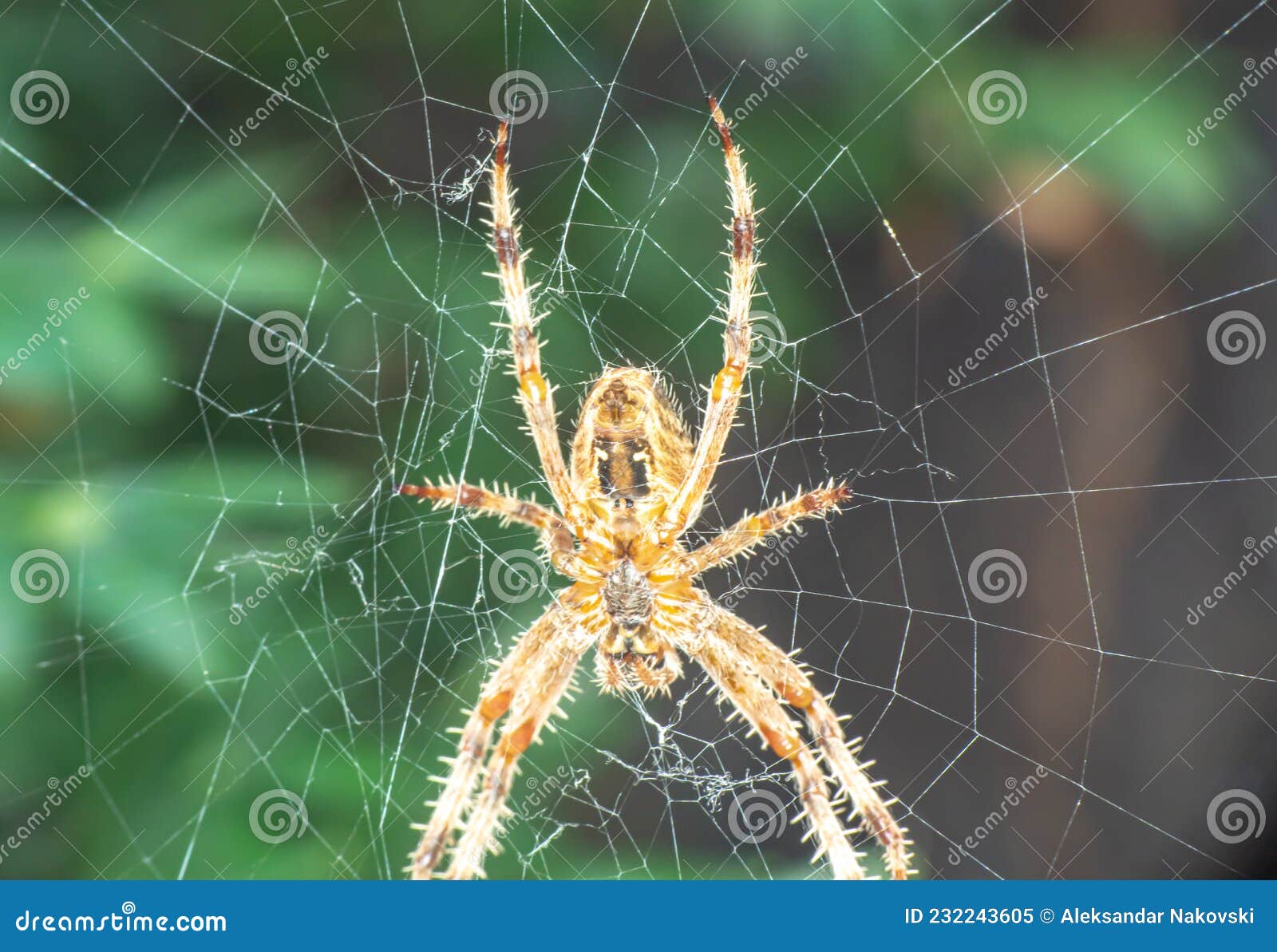 Spider on the Web macro stock image. Image of drop, design - 232243605