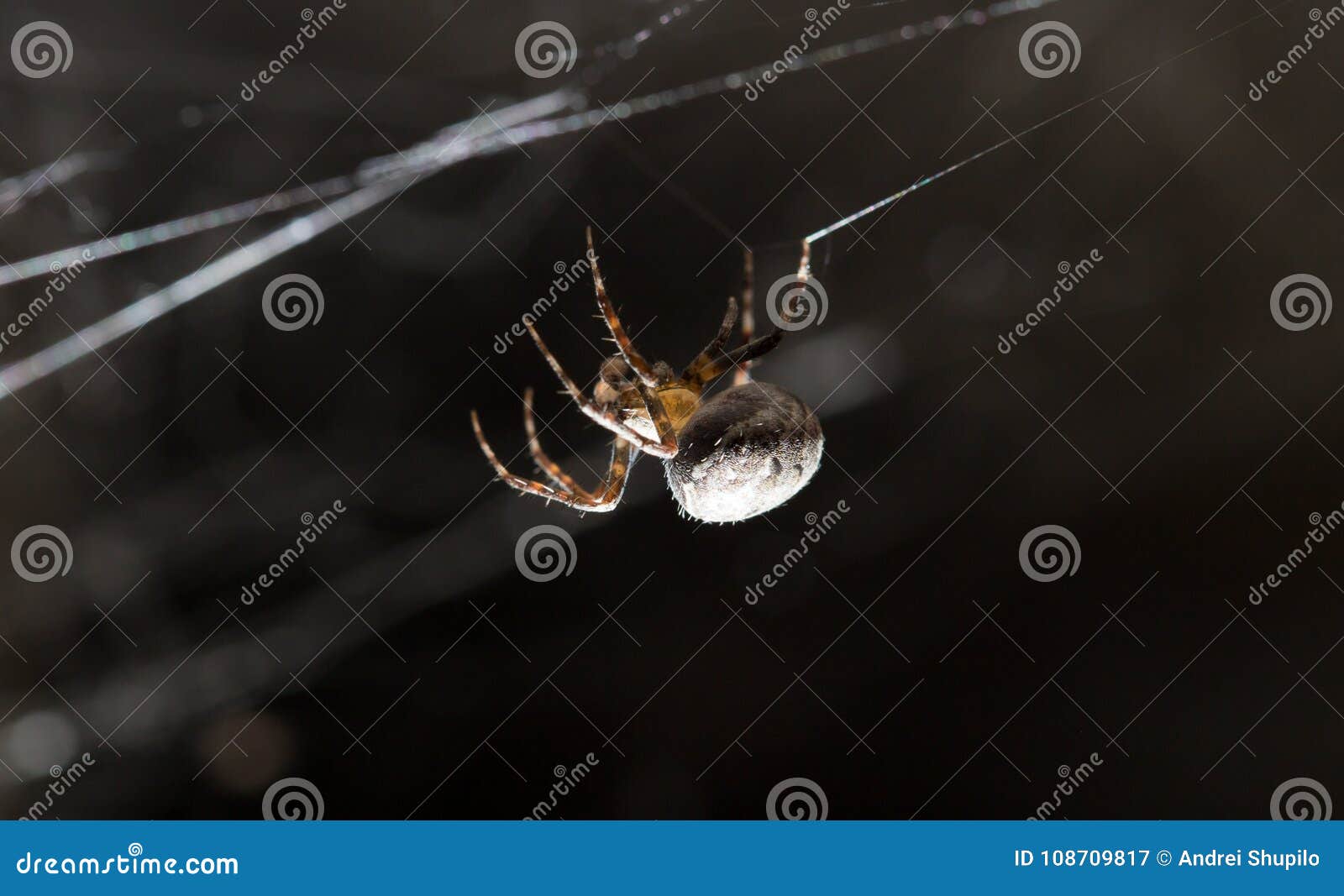 Spider on a web. macro stock image. Image of silk, black - 108709817