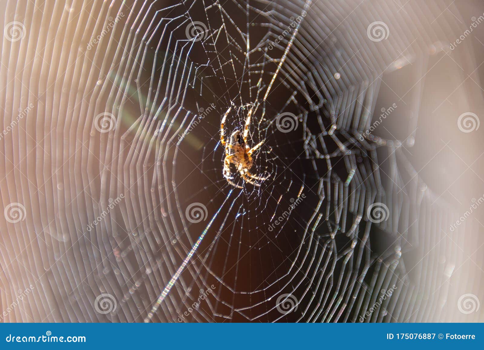 Spider Web or Thin Web Made Up of Microscopic Threads that Spiders ...