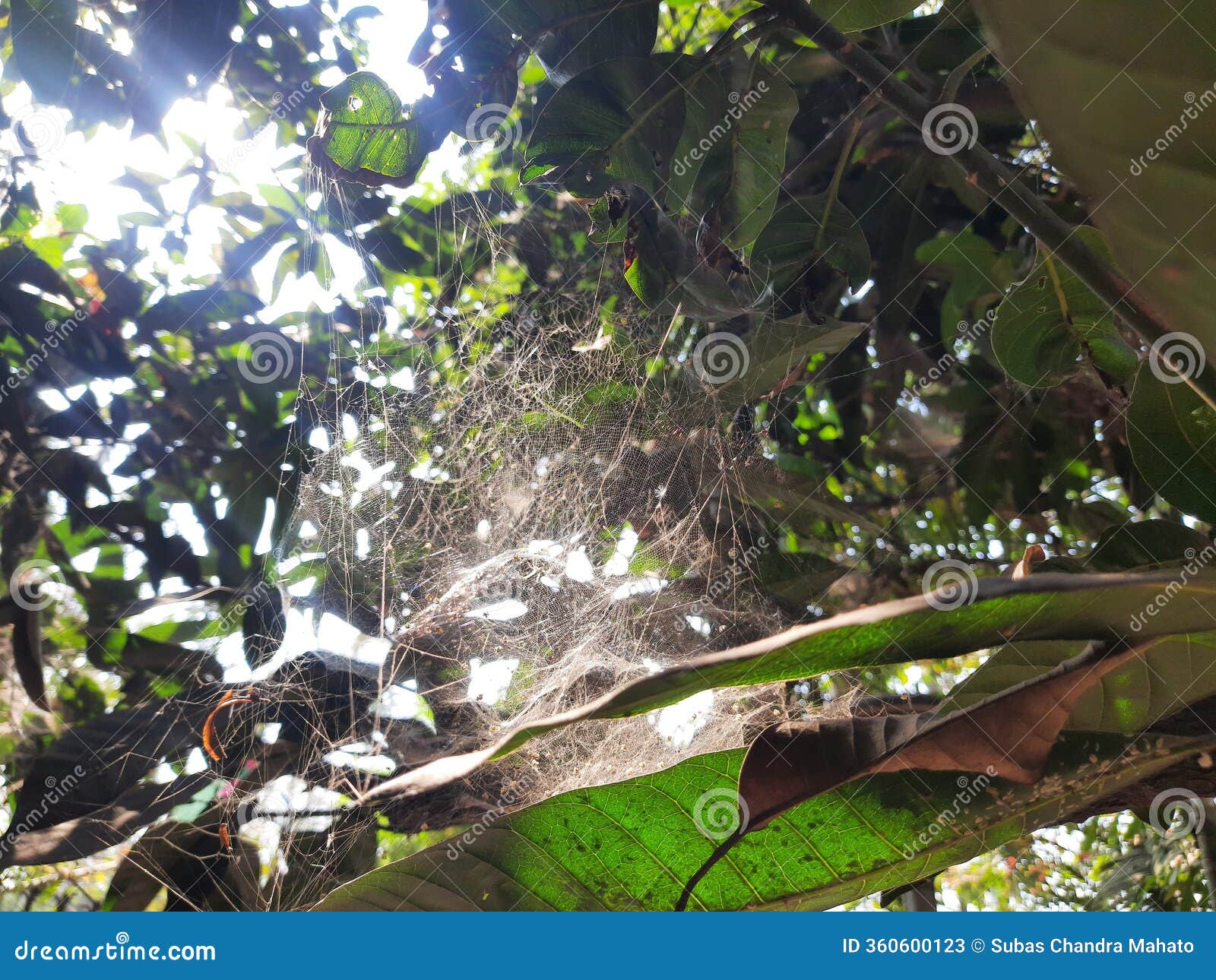 Spider web on mango tree. stock image. Image of leaf - 360600123
