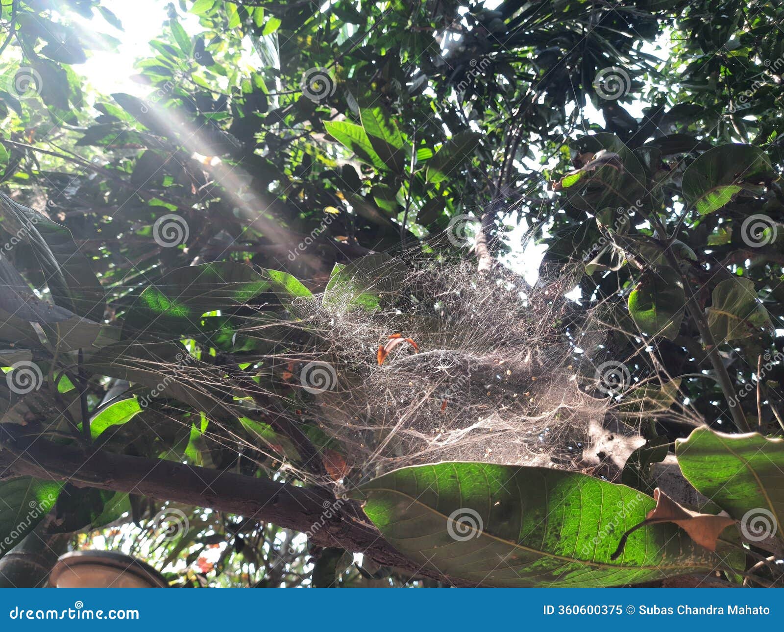 Spider web on mango tree. stock image. Image of spider - 360600375