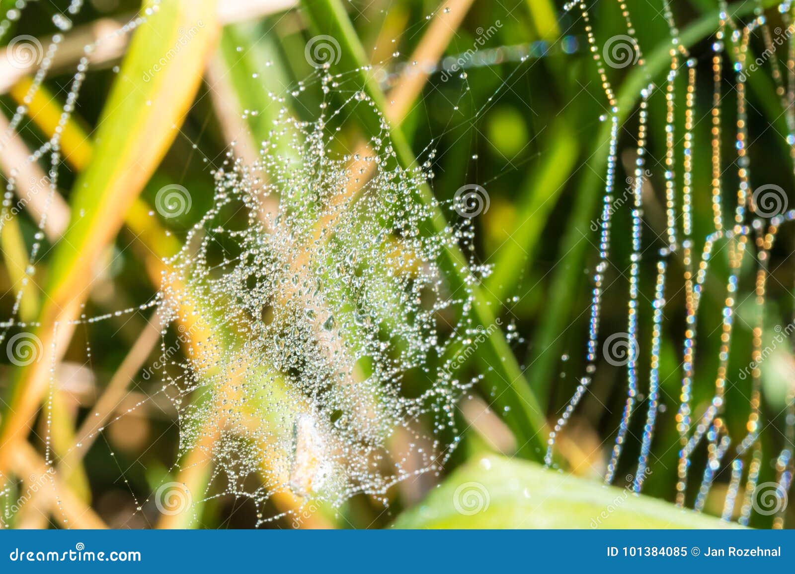 Spider Web with Many Drops of Water Stock Image - Image of condensation ...