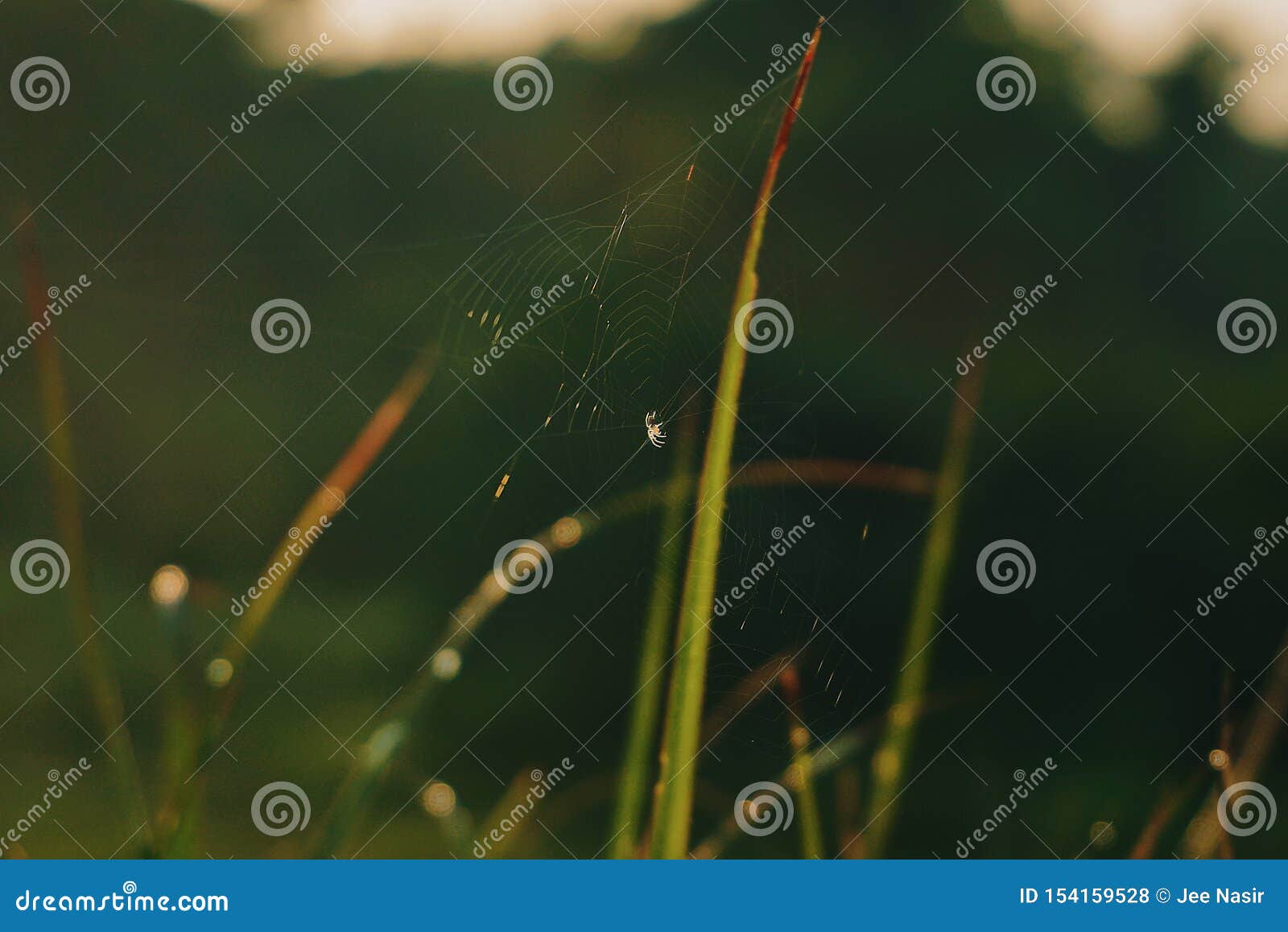 Spider Web Micro stock photo. Image of processed, spider - 154159528