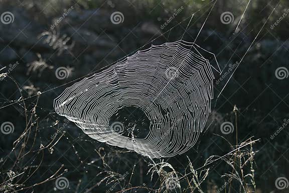 Spider Web in the Middle of Some Trees with a Spider in the Middle in ...