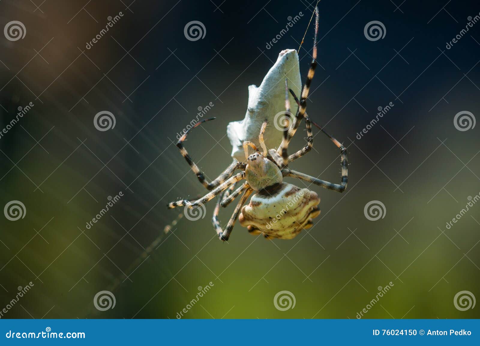 Spider on web with mining. stock photo. Image of bruennichi - 76024150