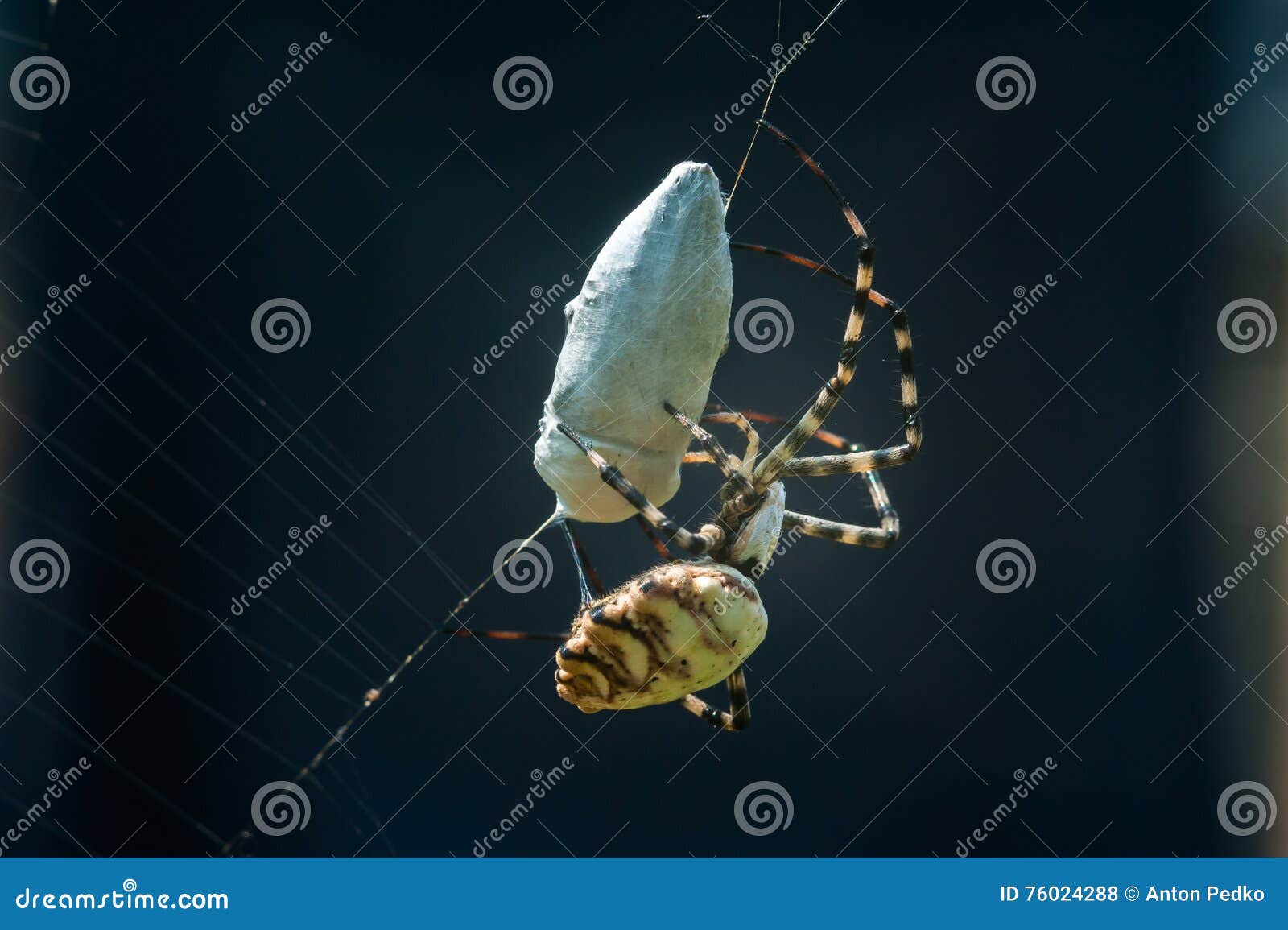 Spider on web with mining. stock photo. Image of argiope - 76024288