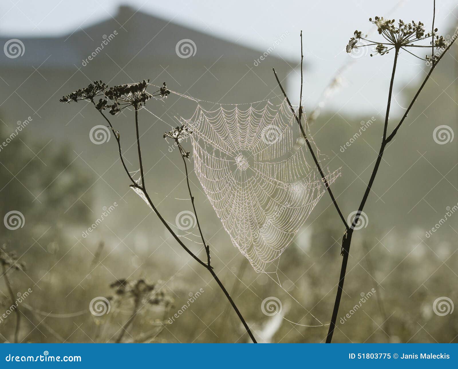 Spider Web in Misty Morning Stock Image - Image of green, covered: 51803775