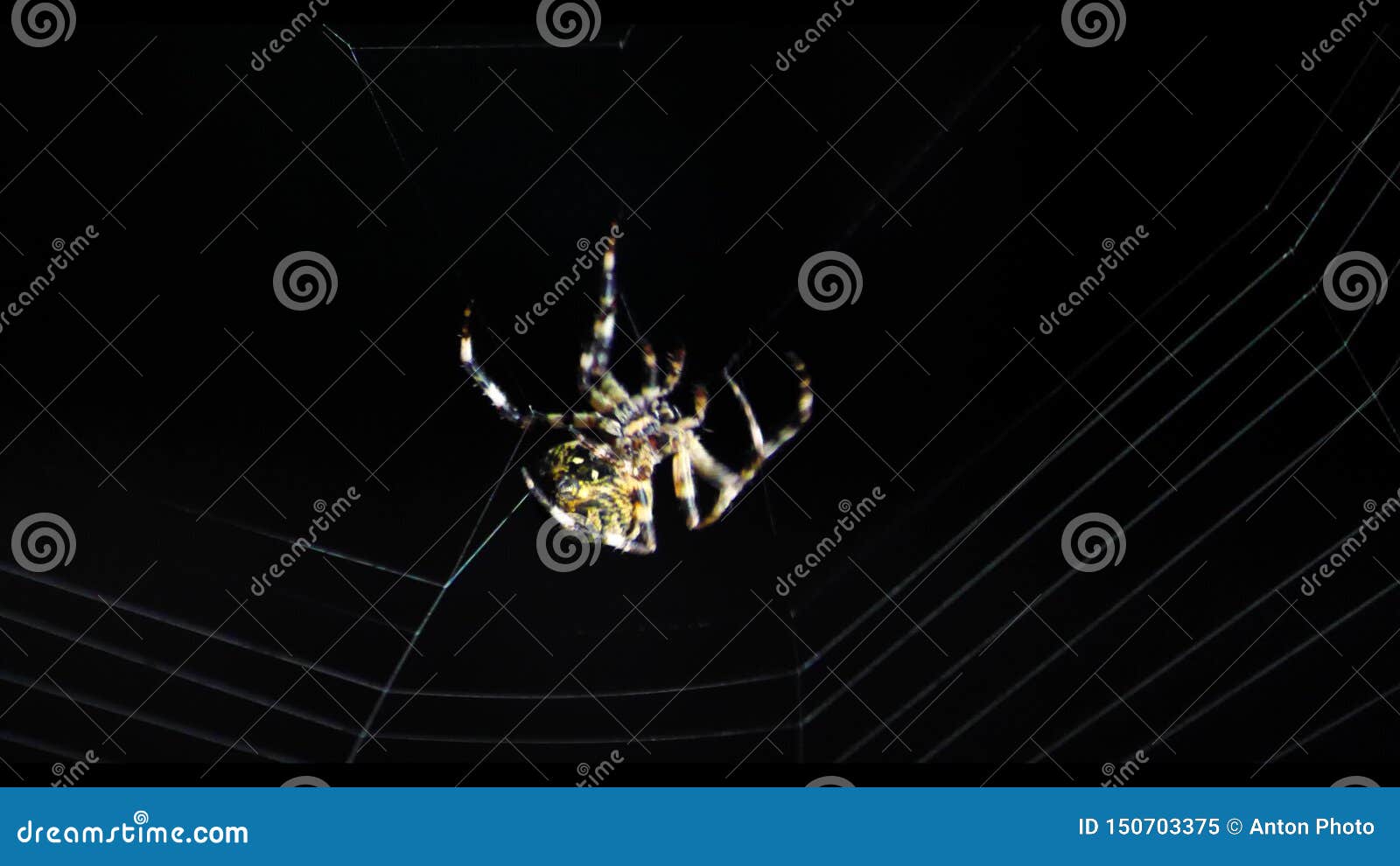 Spider on the web stock video. Video of video, watching - 150703375