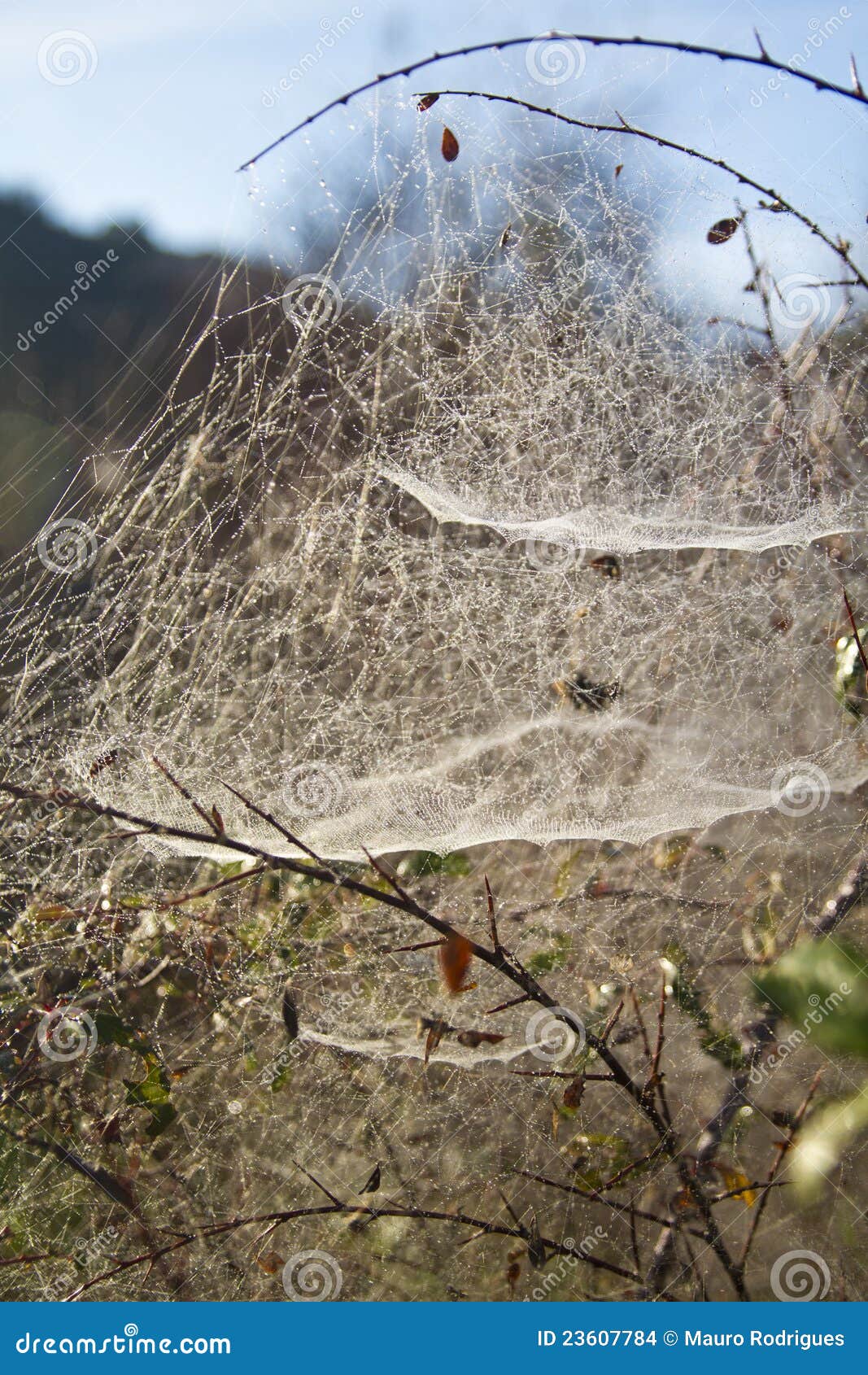 Spider web on the morning stock photo. Image of weaving - 23607784