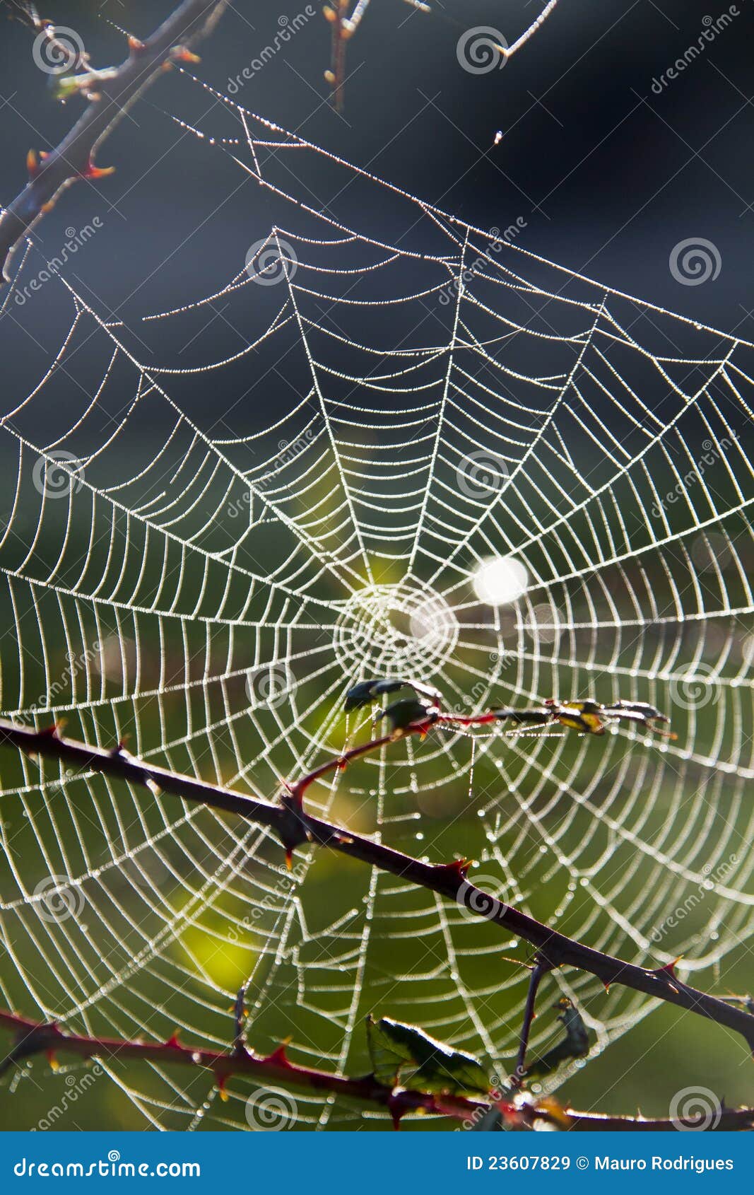 Spider web on the morning stock image. Image of beauty - 23607829