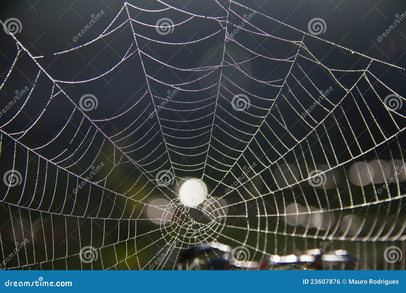 Spider web on the morning stock photo. Image of morning - 23607876