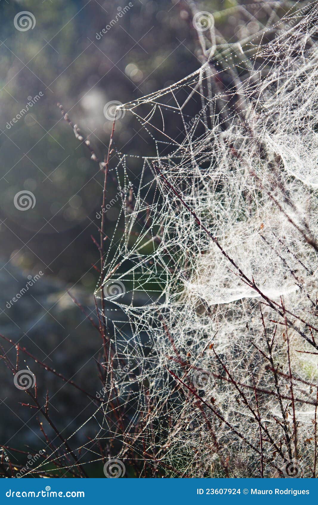 Spider web on the morning stock photo. Image of macro - 23607924