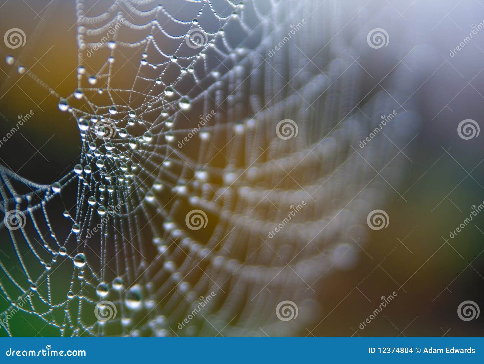 Spider Web with Morning Dew Stock Photo - Image of natural, details ...
