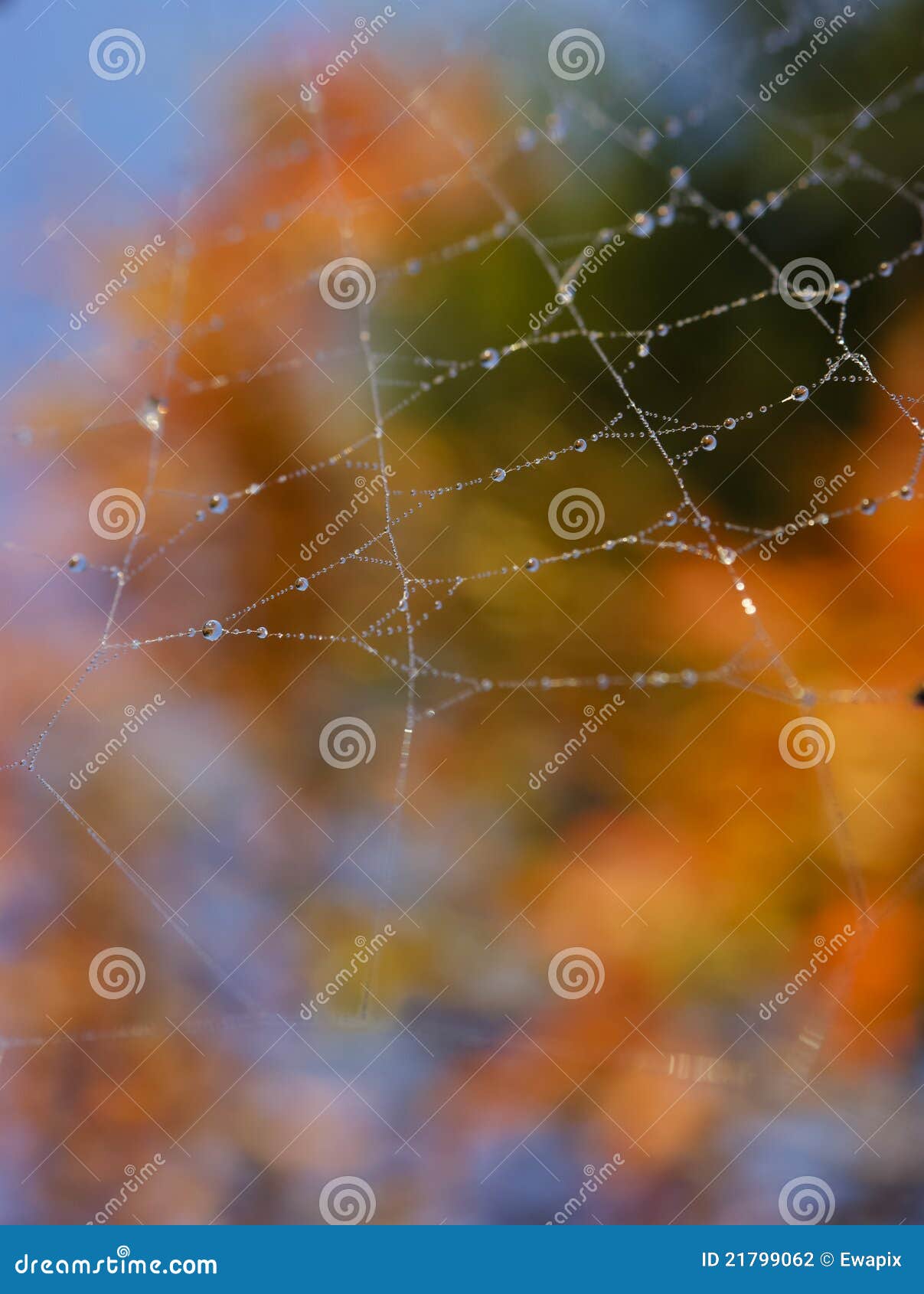 Spider Web Morning Dew Autumn. Stock Photo - Image of vertical, close ...