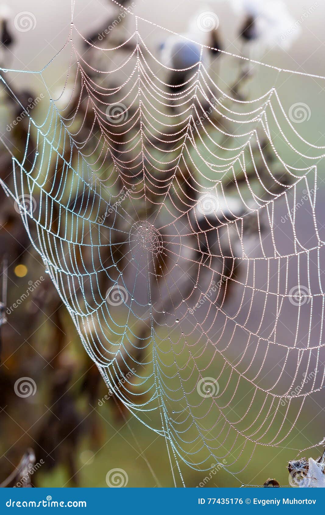Spider web stock photo. Image of catching, close, condensation - 77435176
