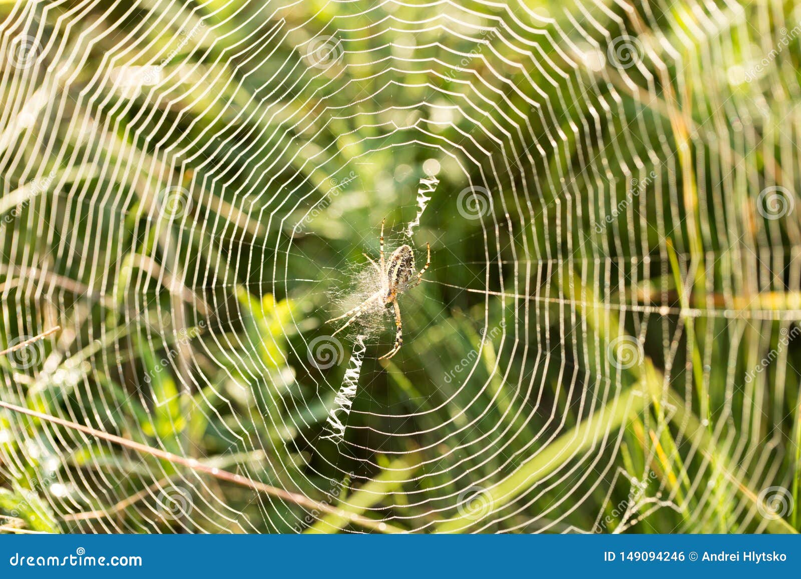 Spider web in the morning stock photo. Image of insect - 149094246