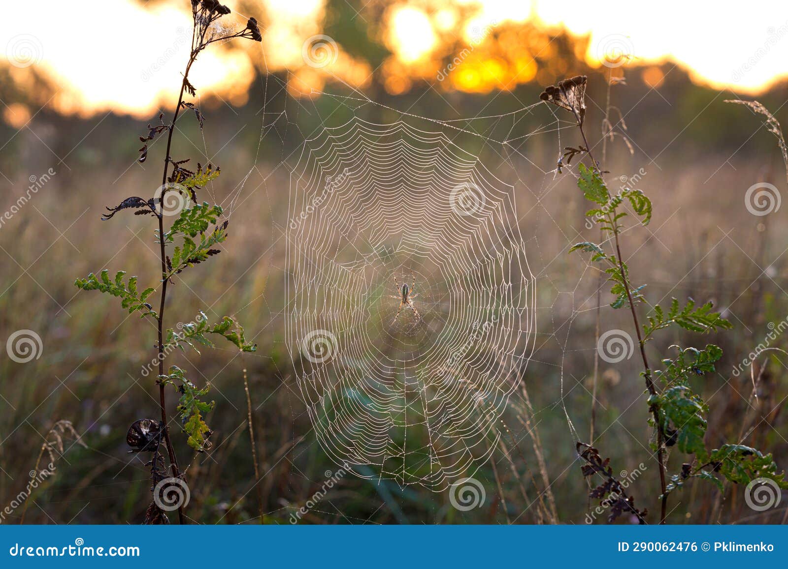 Spider Web on Morning Field Stock Photo - Image of spider, morning ...