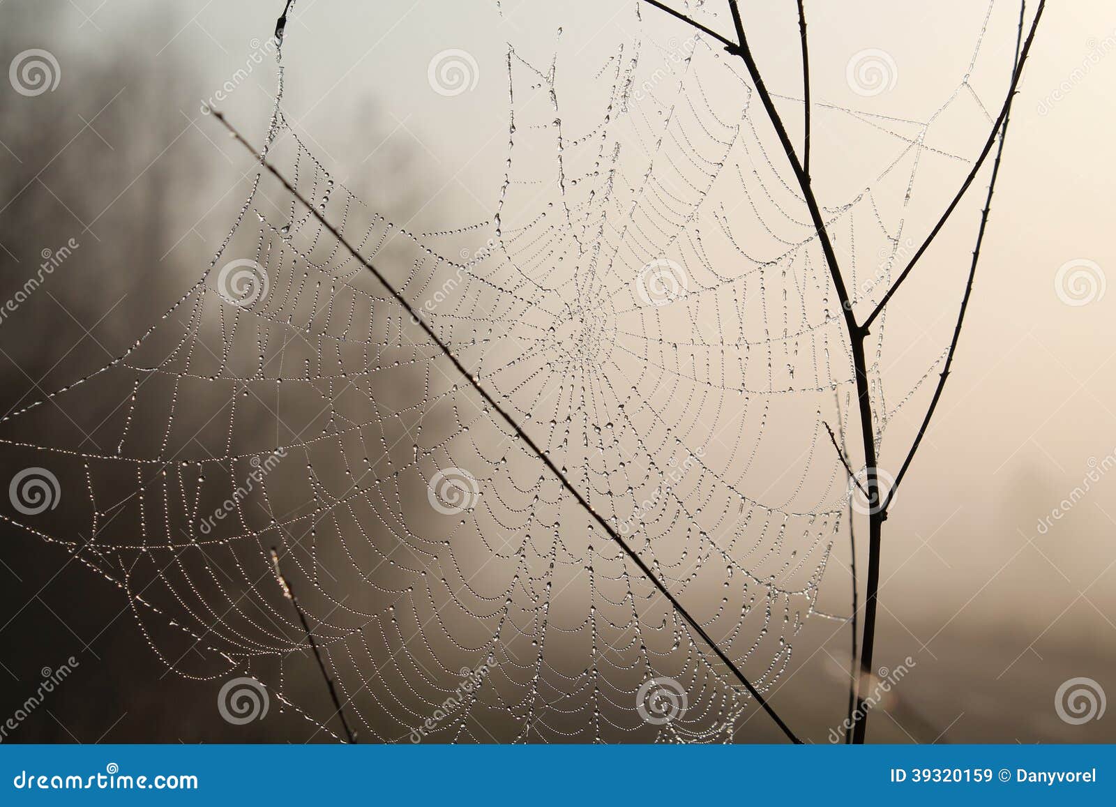 Spider Web Without The Spider Stock Photo | CartoonDealer.com #360288