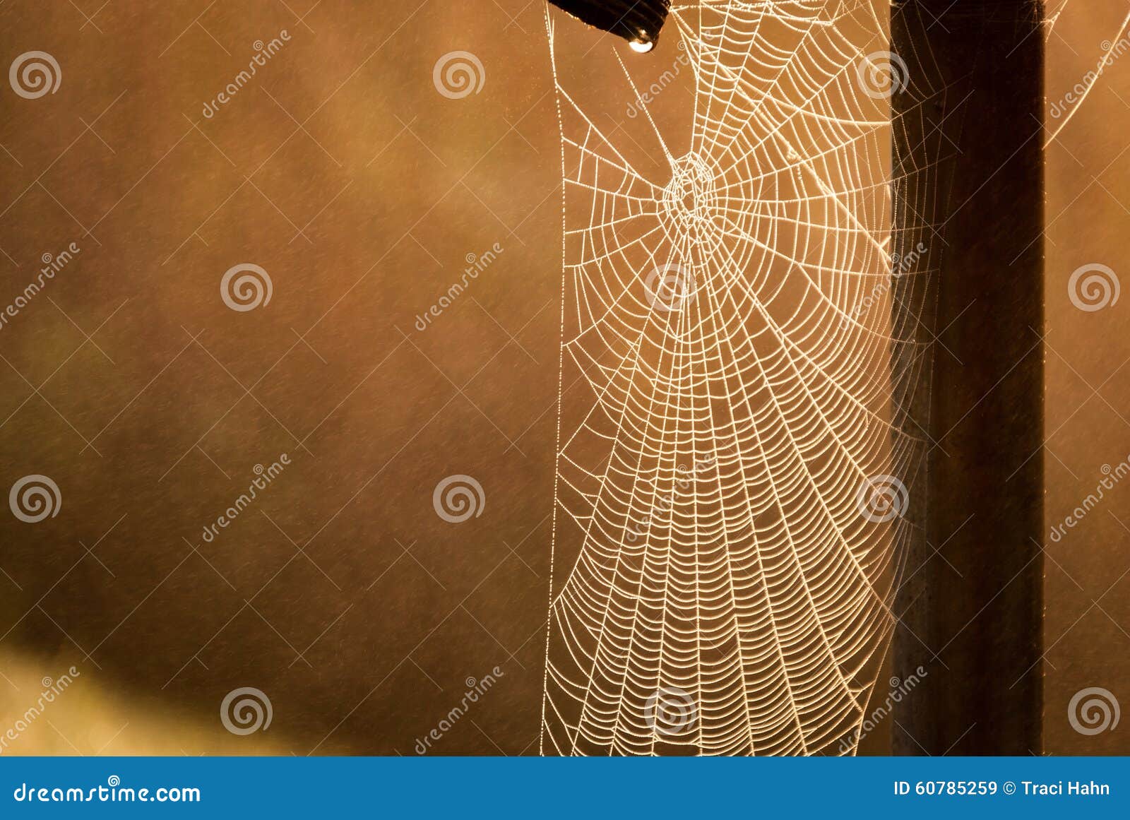 Spider Web in the Morning Light Stock Image - Image of gold, backlit ...