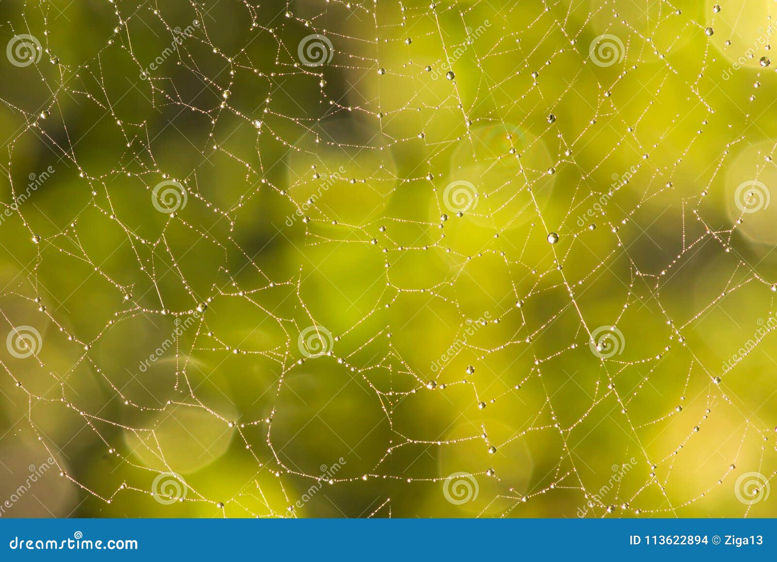 Spider Web with Morning Rays. Stock Photo - Image of trap, drops: 113622894