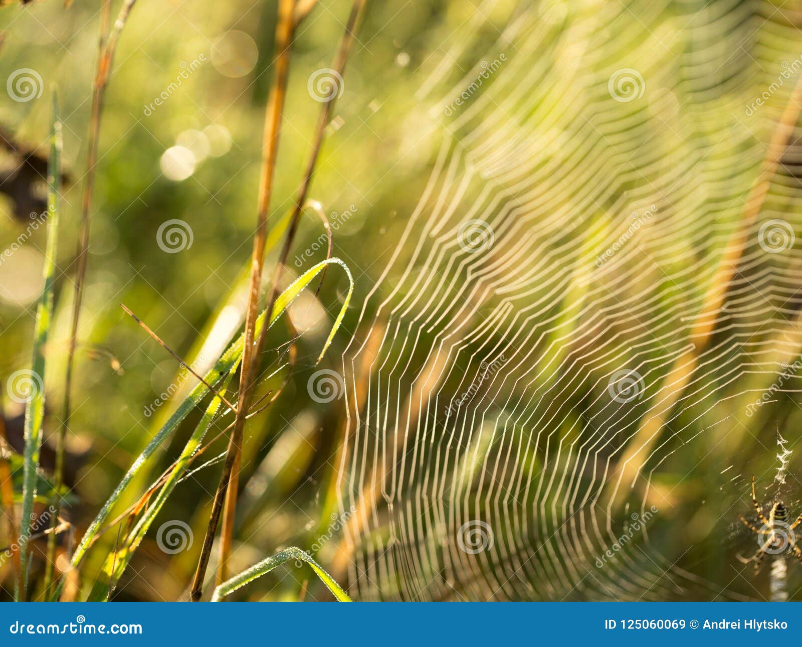 Spider web in the morning stock image. Image of natural - 125060069
