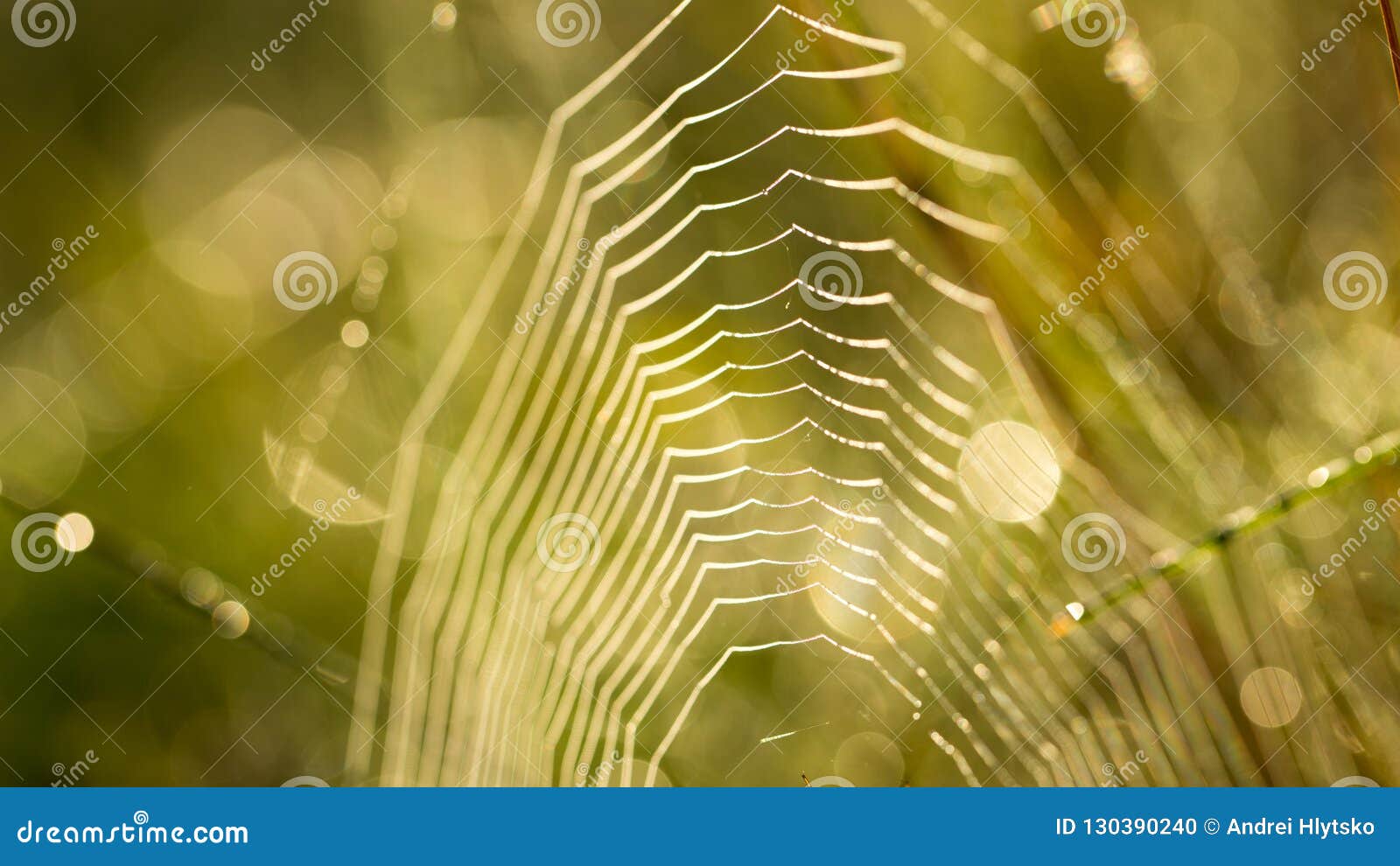 Spider web in the morning stock photo. Image of network - 130390240