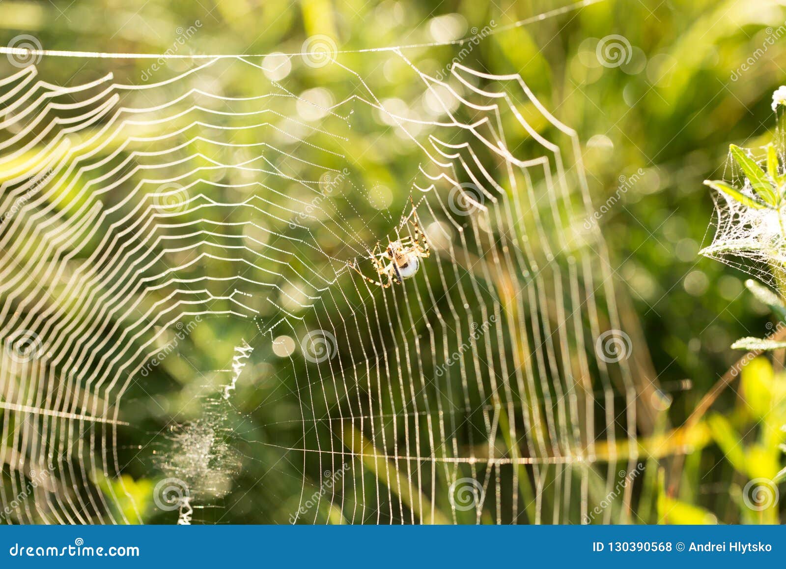 Spider web in the morning stock photo. Image of insect - 130390568