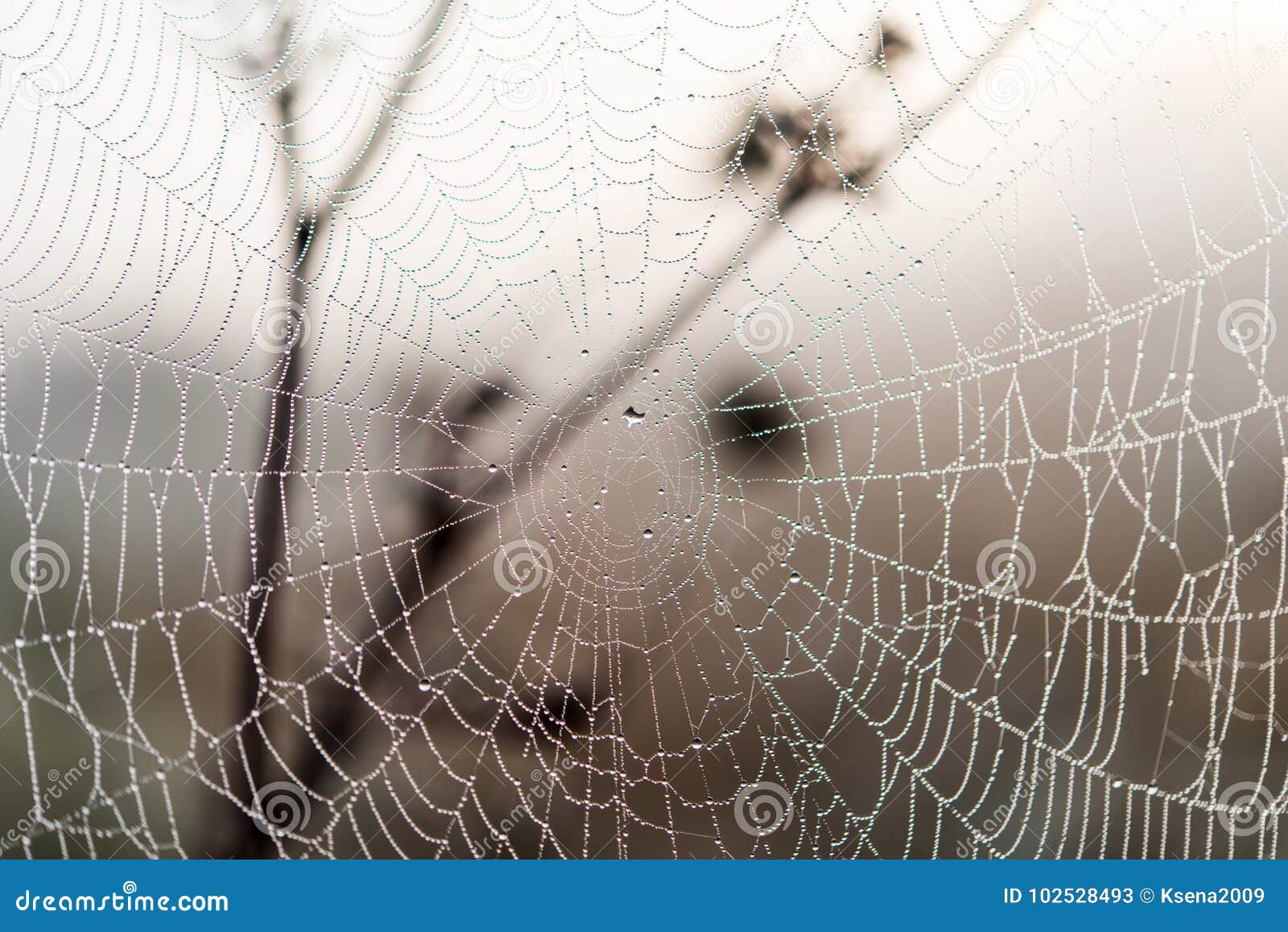 Spider web in the morning stock image. Image of network - 102528493