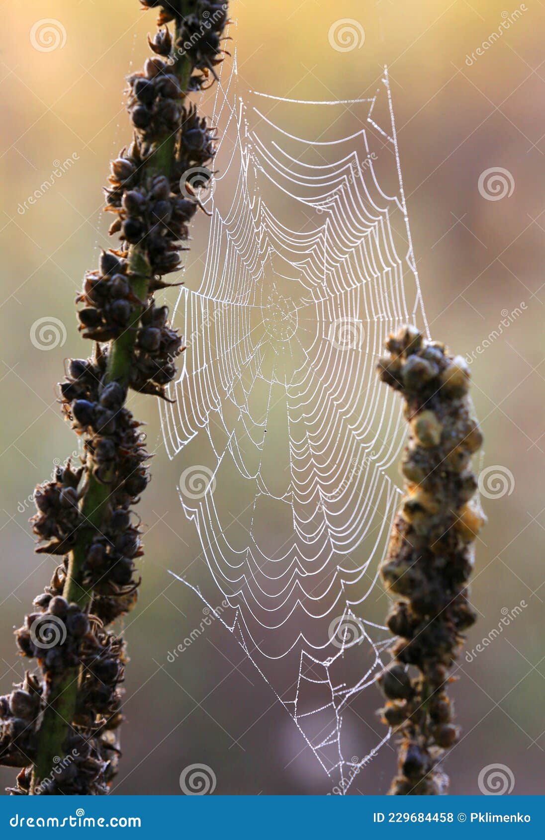 Spider web in morning time stock photo. Image of desktop - 229684458