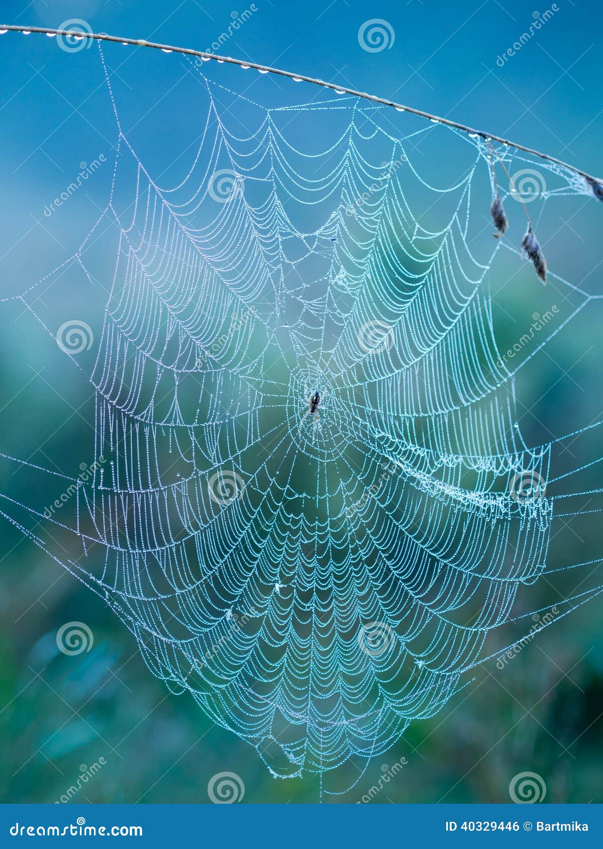 Spider Web in the morning stock photo. Image of closeup - 40329446
