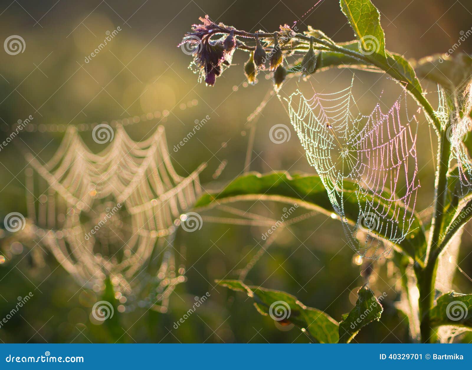 Spider Web in the morning stock image. Image of intricacy - 40329701