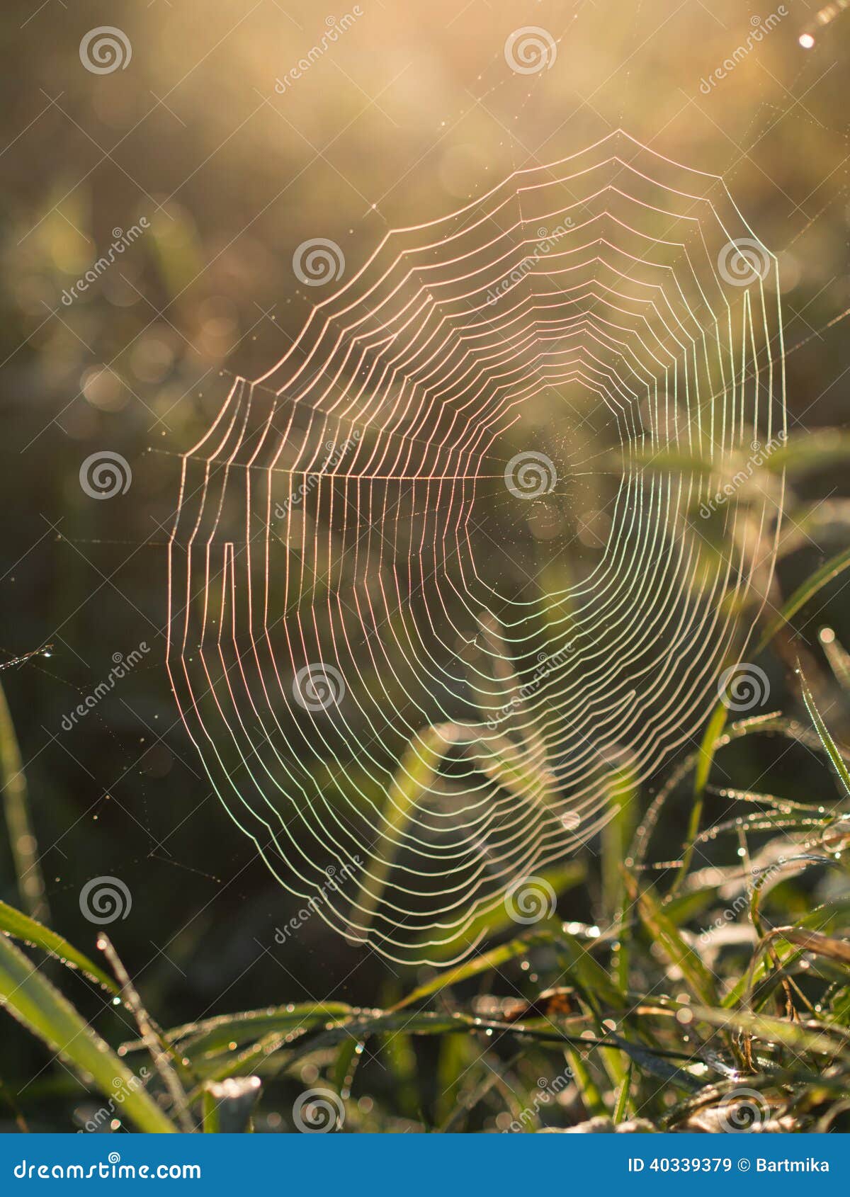 Spider Web in the morning stock image. Image of condensation - 40339379