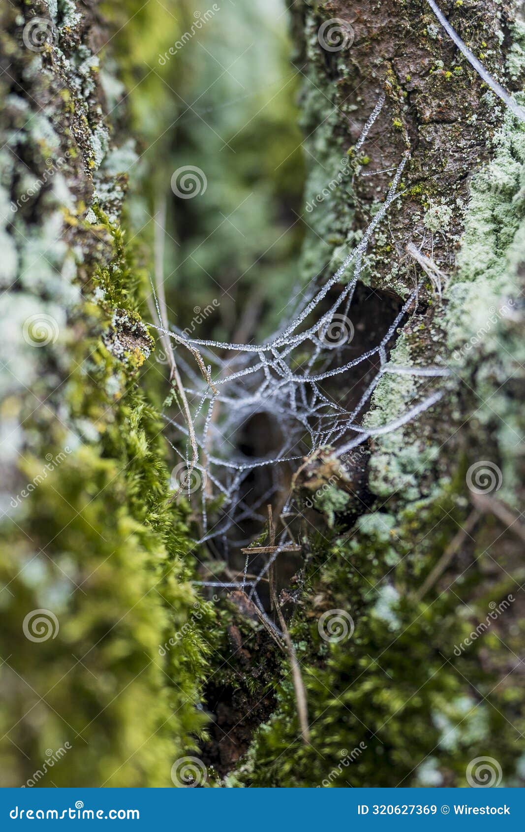 Spider Web Hanging from Tree in Woods with Moss on it Stock Image ...