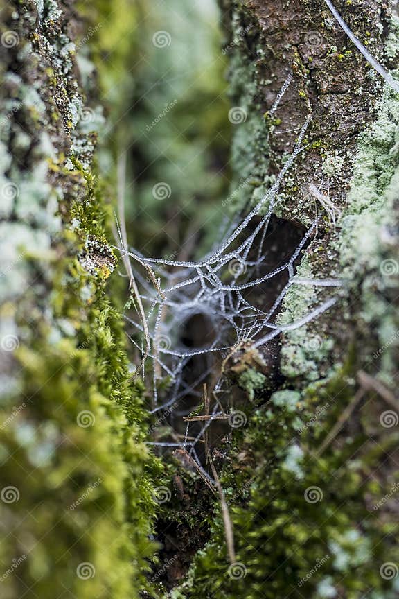 Spider Web Hanging from Tree in Woods with Moss on it Stock Image ...