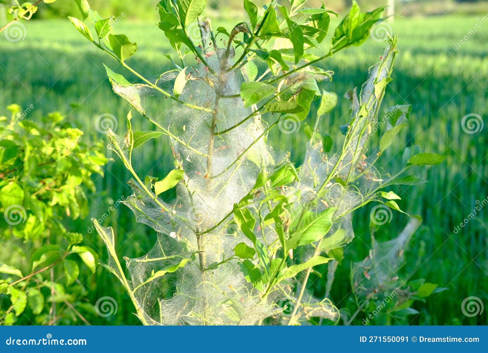 Spider Web Moth on Young Plants, Bushes Trees, Trunks Continuous Cobweb ...