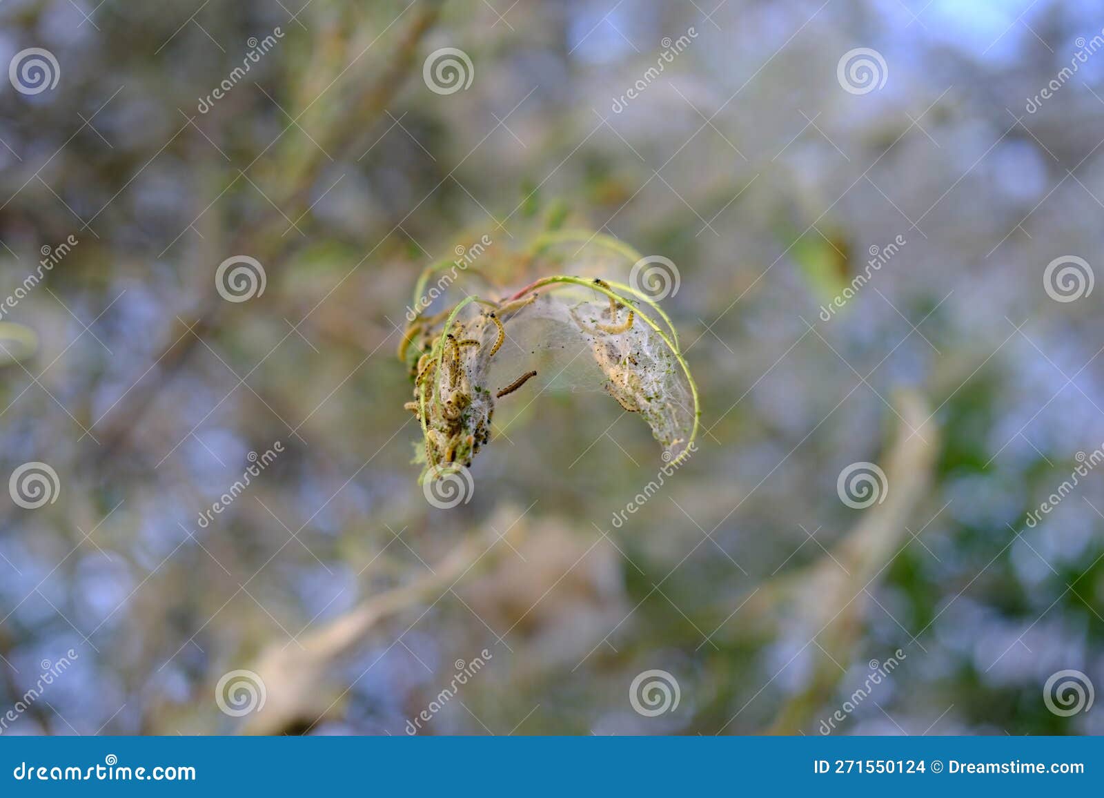Spider Web Moth On Young Plants, Bushes Trees, Trunks Continuous Cobweb ...