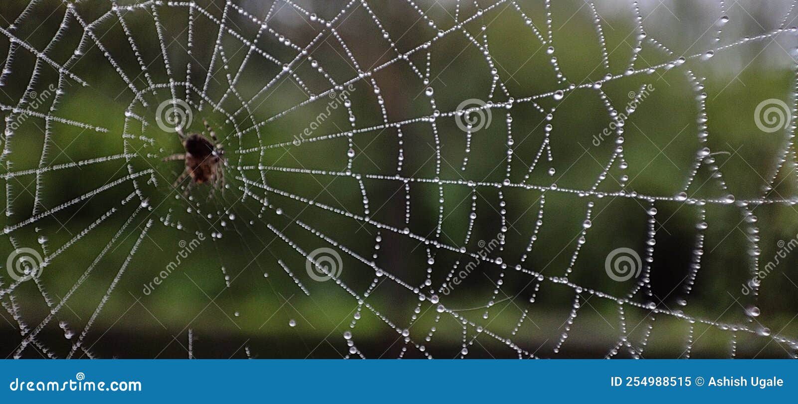 Spider web stock image. Image of condition, days, drop - 254988515