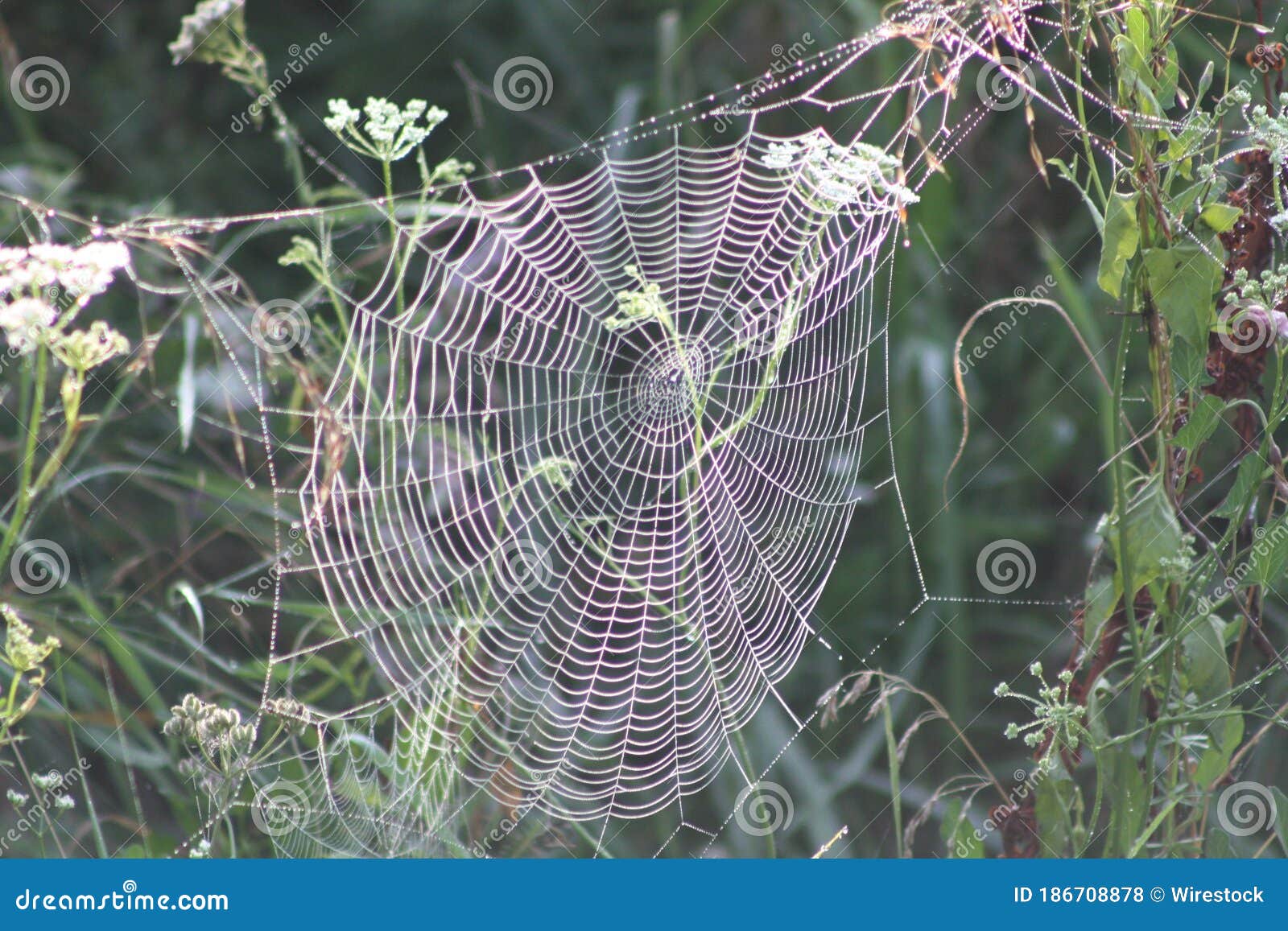 Spider Web in the Natural Environment Stock Photo - Image of wild ...