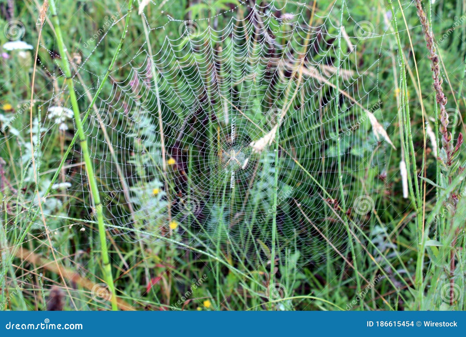Spider Web in the Natural Environment Stock Photo - Image of beauty ...