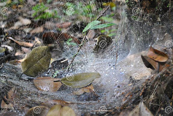 Spider web in Natural stock photo. Image of lovespider - 85122656