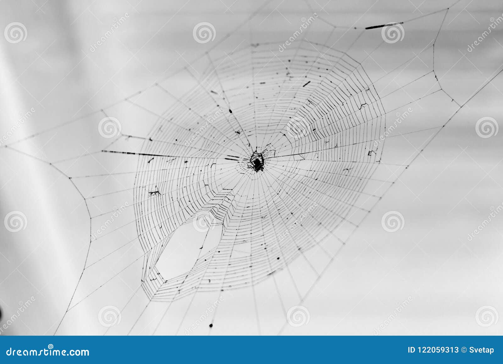 Spider Web Natural Net Photo Stock Image - Image of circle, black ...