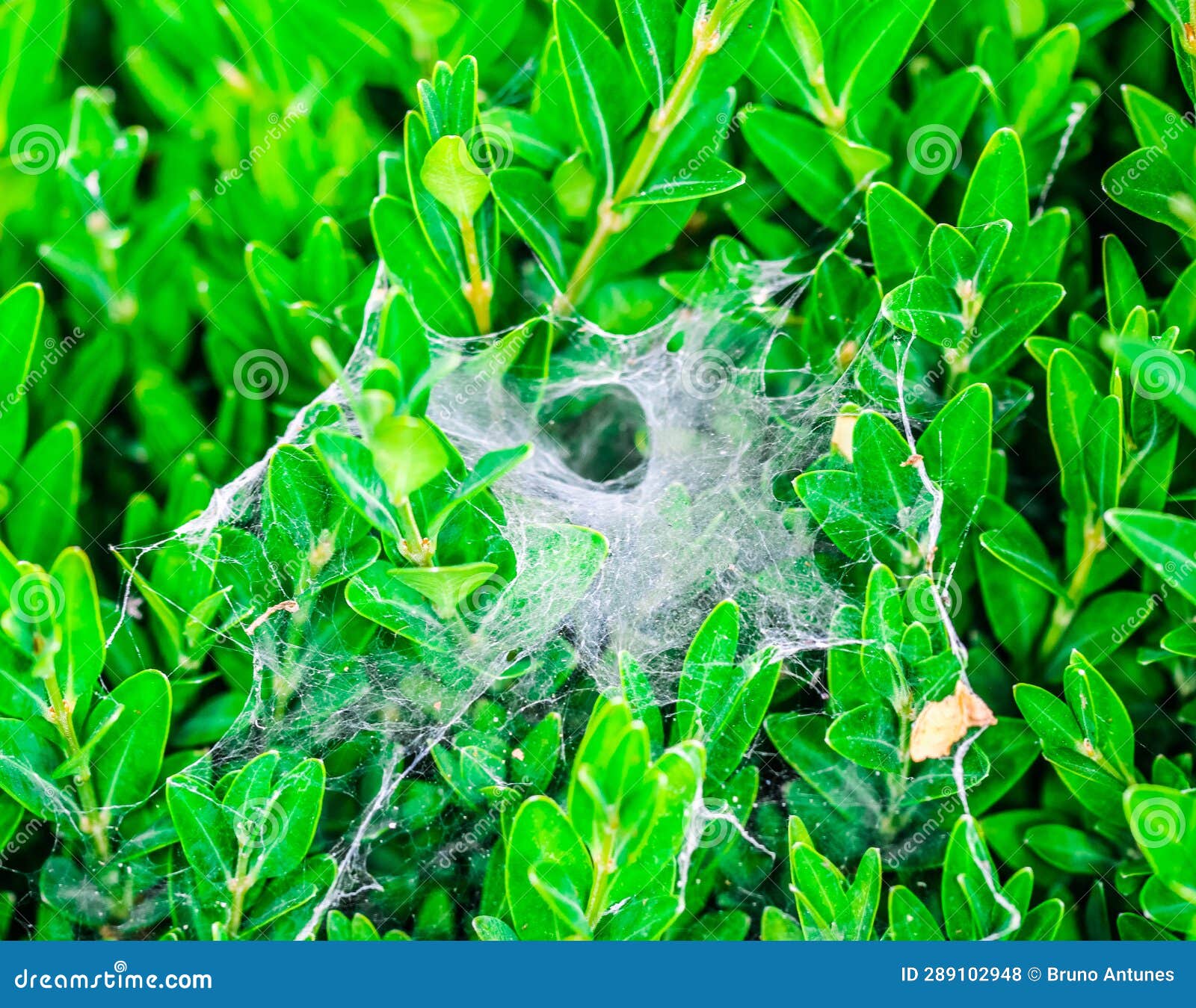 Spider web natural stile stock photo. Image of nature - 289102948