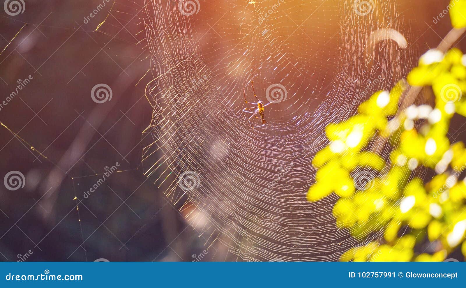 Spider on Web, Natural Trap in Forest Stock Image - Image of forest ...