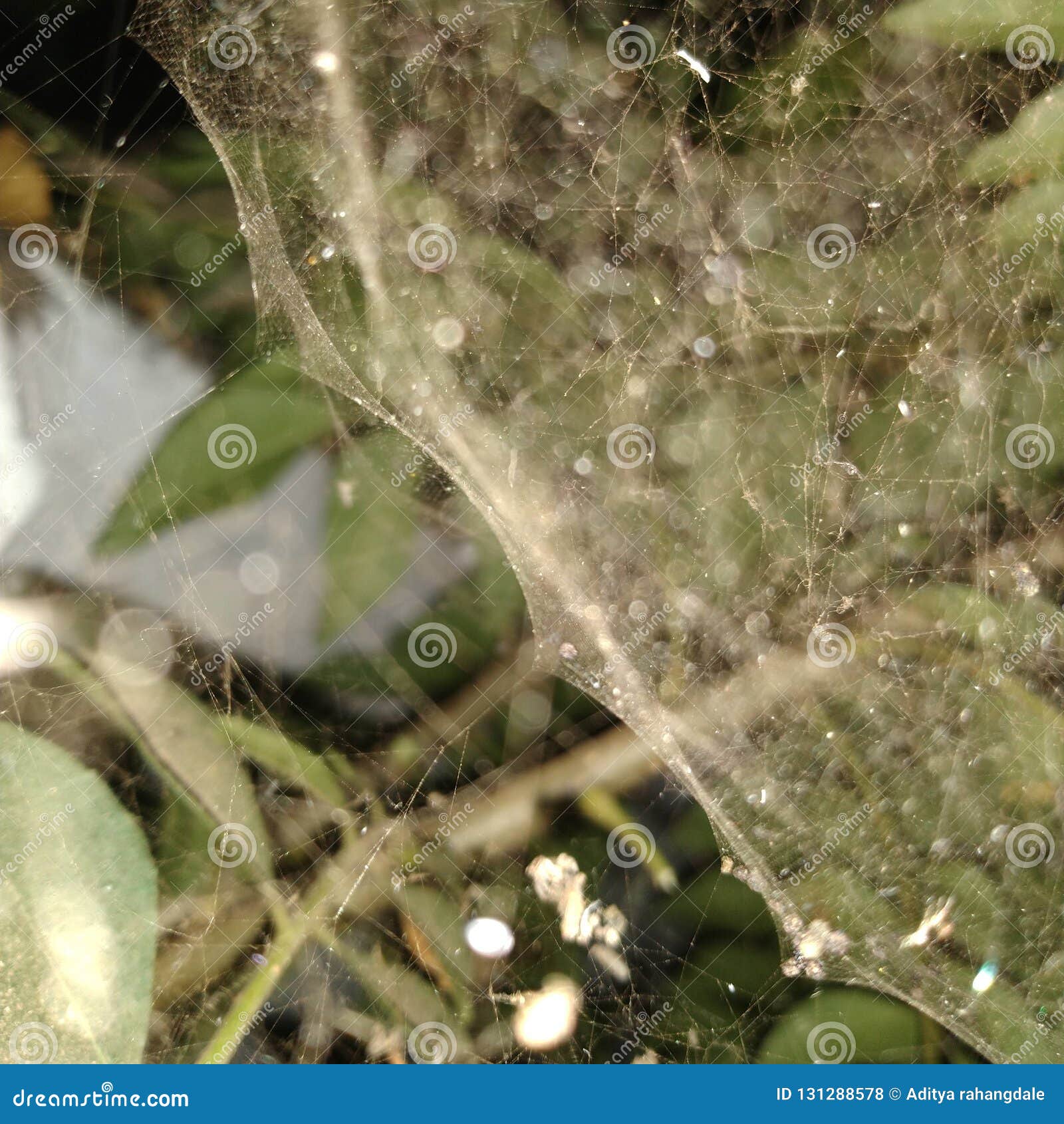 Spider web stock photo. Image of tree, beauty, natural - 131288578